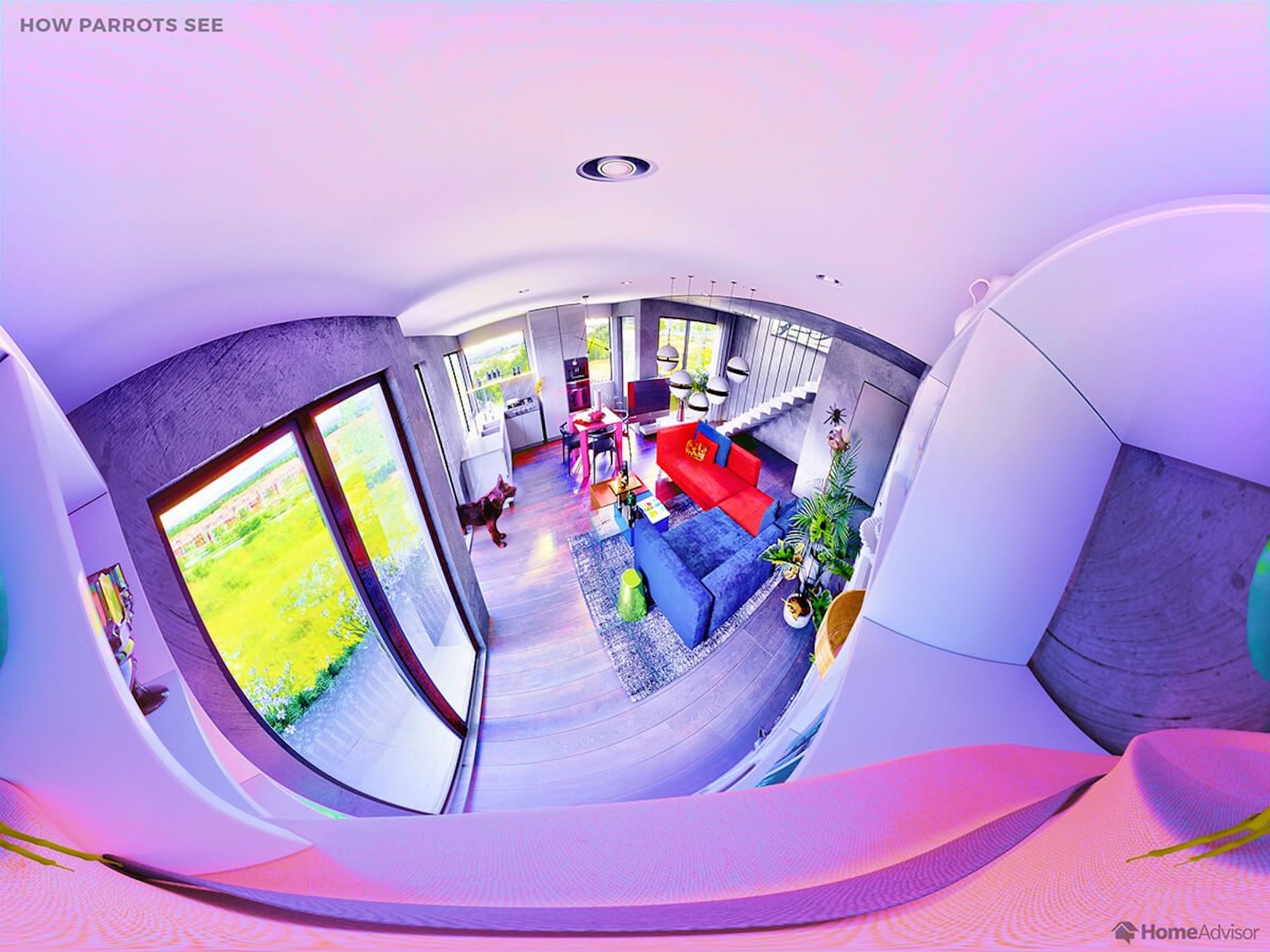 Découvrez comment les animaux voient le monde ! (photos)